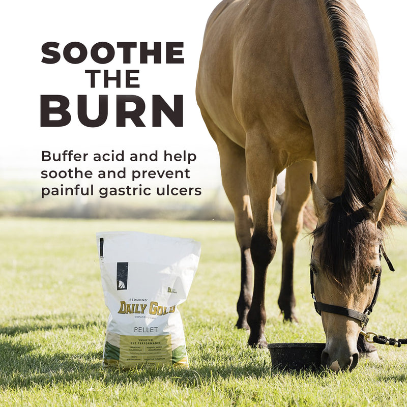 Daily Gold® - Horse Gut Supplements – Redmond Equine